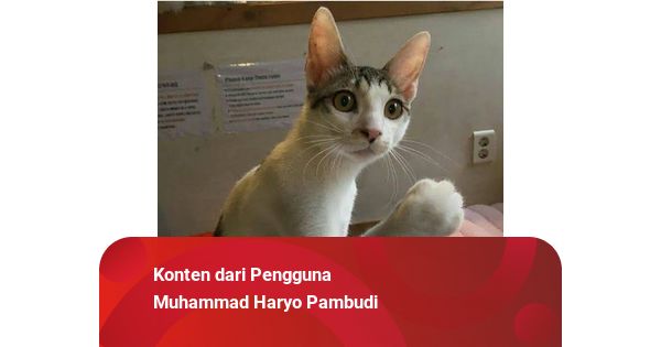 Asas-Asas Pendaftaran Tanah Menurut Peraturan Pemerintah No 24 Tahun 1997 | kumparan.com